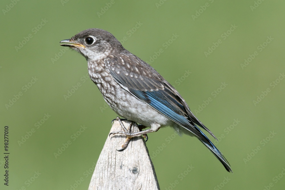 Baby Eastern Bluebird Stock Photo | Adobe Stock