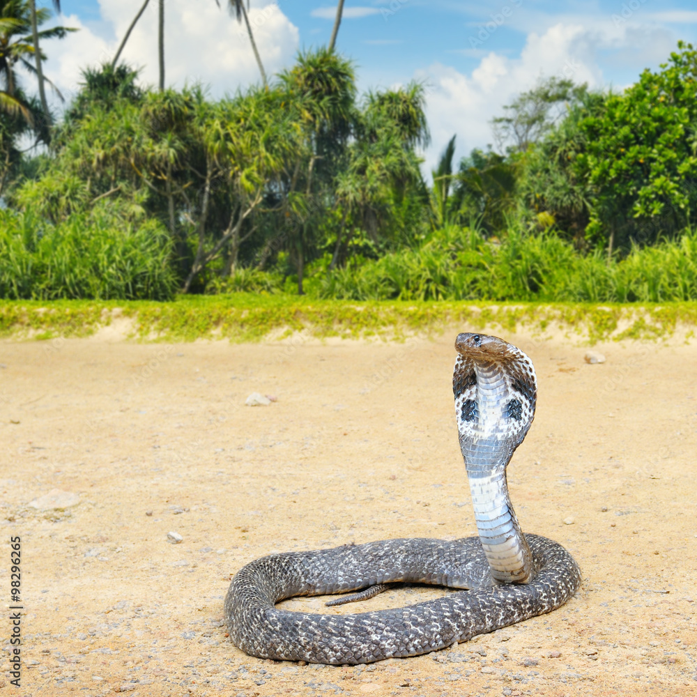 king cobra in the wild nature Stock Photo | Adobe Stock