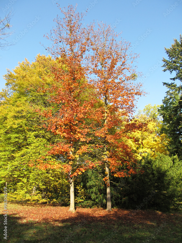two trees with orange leaves growing near each other and some other ...