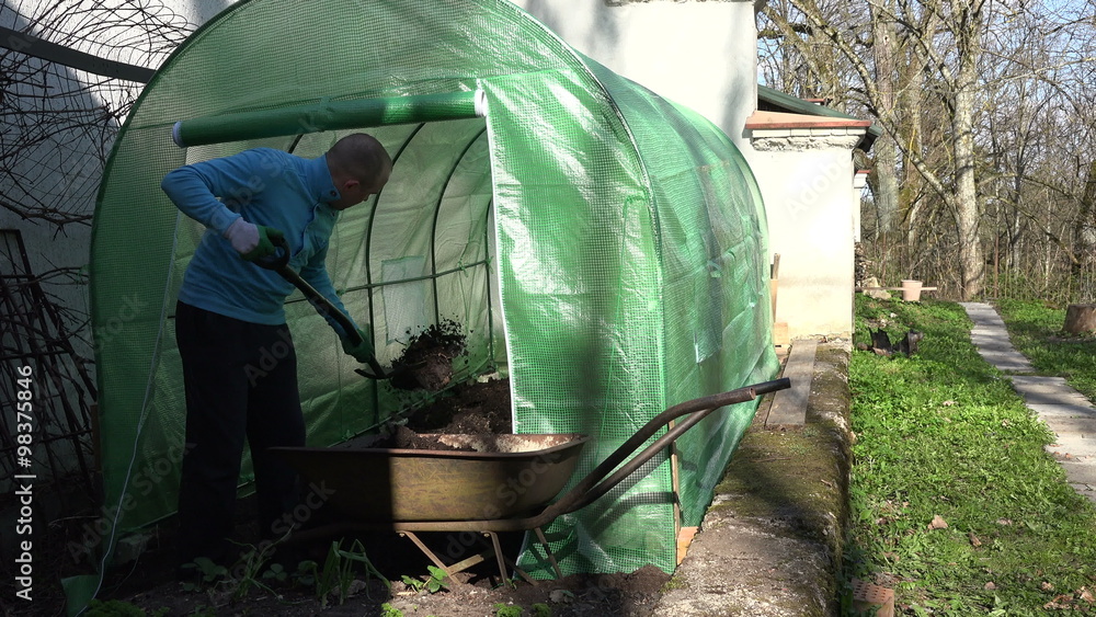 Farmer man with fork dig rotten compost humus from barrow to greenhouse ...