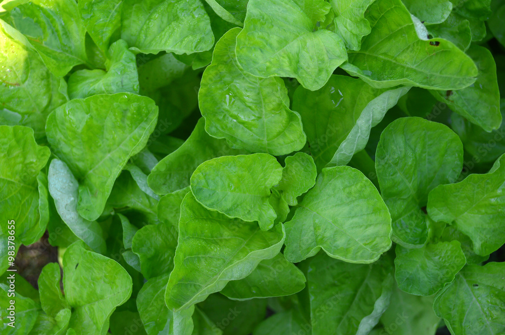 Dwarf amaranth, Amaranthus sp., Family Amaranthaceae, Central of ...