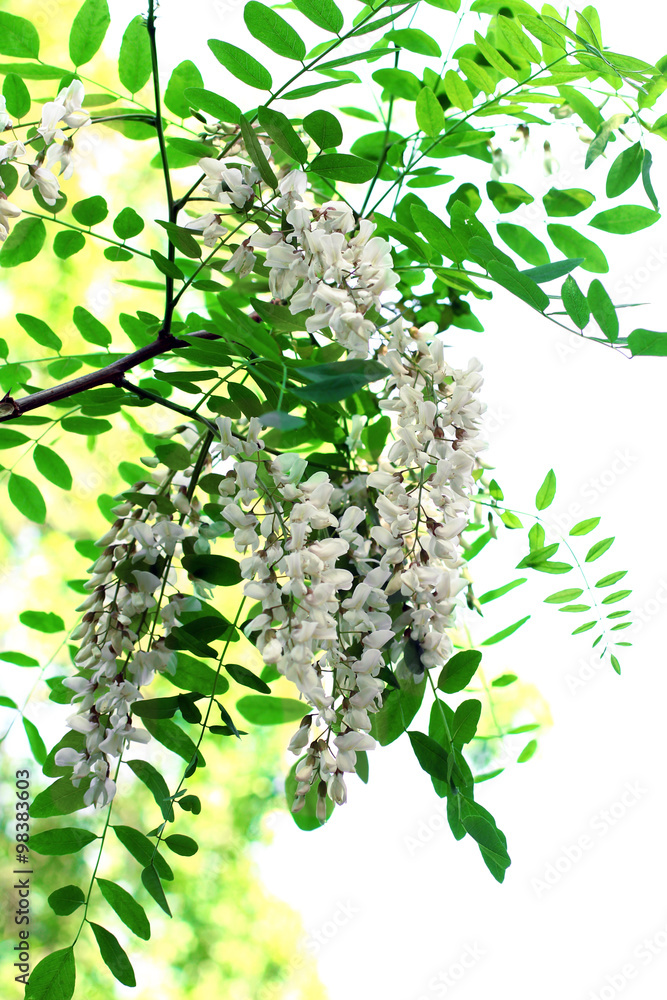 blooming sprig of acacia close up Stock Photo | Adobe Stock