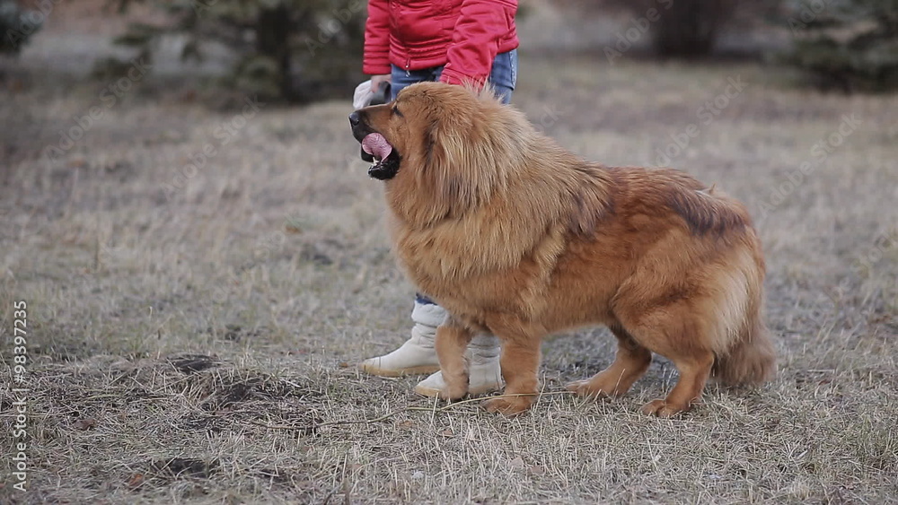 Tibetan Mastiff sits on hind legs Stock Video | Adobe Stock
