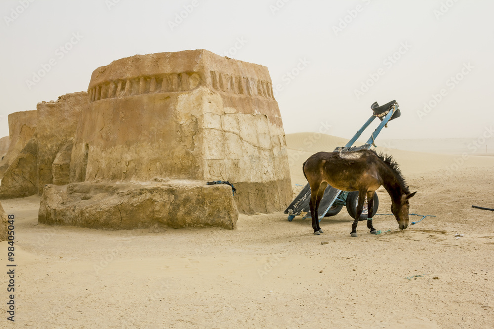 The scenery for the movie "Star wars" and the horse in the Sahar Stock ...