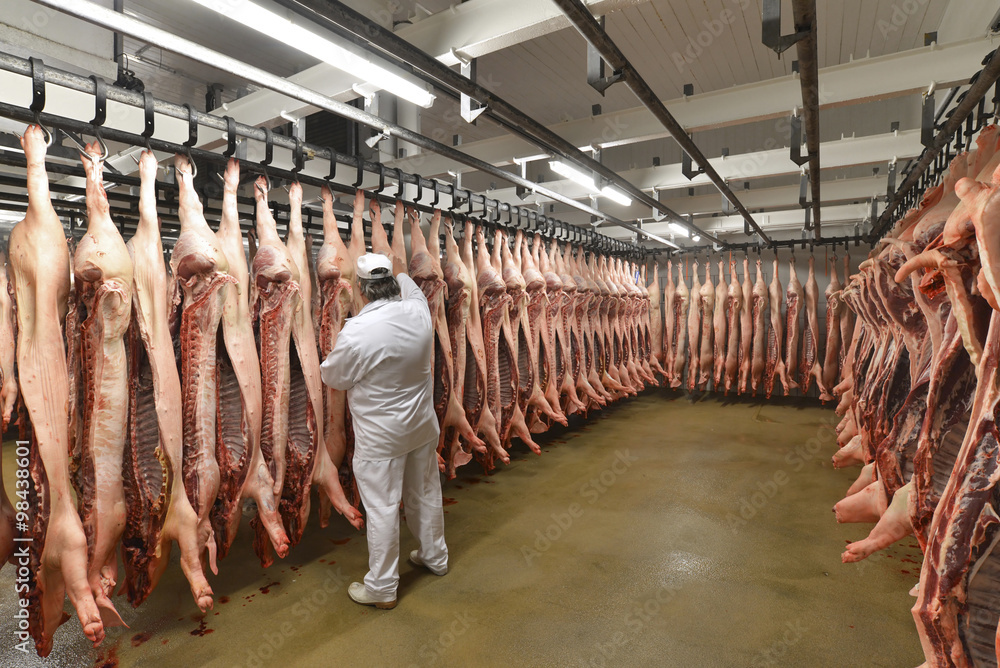 Butcher checking sides of pork in cold store of a slaughterhouse Stock ...