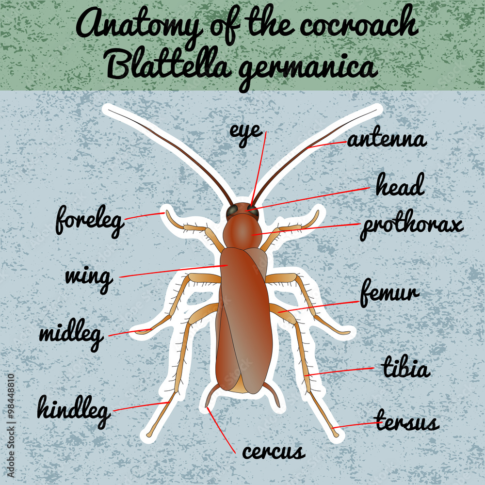 Insect anatomy. Sticker Blattella germanica. cockroach. Sketch of ...