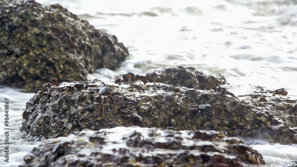 Sea crabs feeding on algae and plankton on laterite rock surface during ...