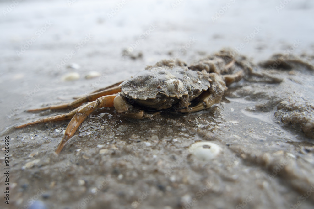 Nordsee Krebs am Strand Stock Photo | Adobe Stock