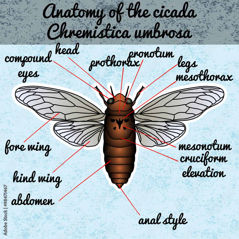 Insect anatomy. Sticker cicada. Cicadidae. Chremistica umbrosa. Sketch ...