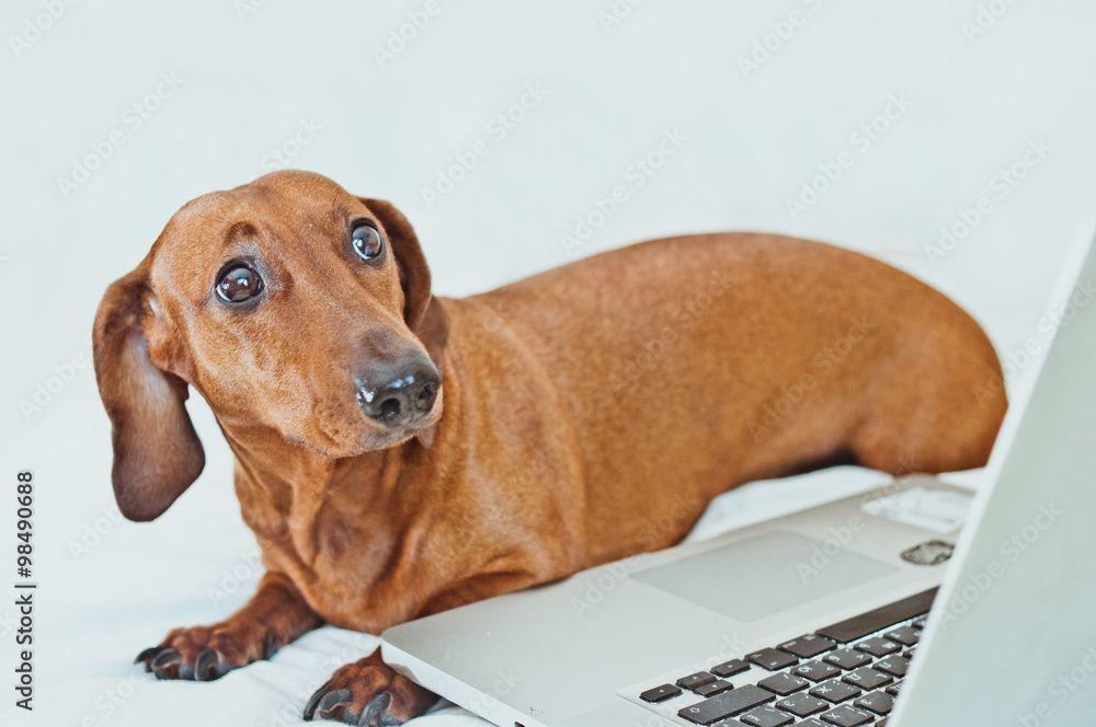 Cute little red dog looking scared at the laptop Stock Photo | Adobe Stock
