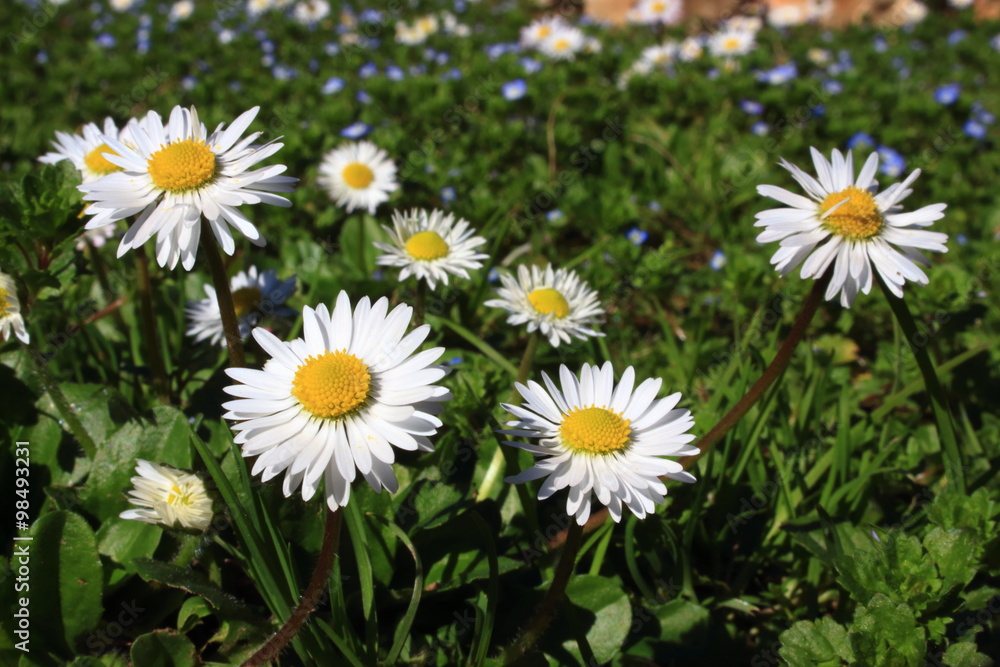 Foto Stock margherite | Adobe Stock