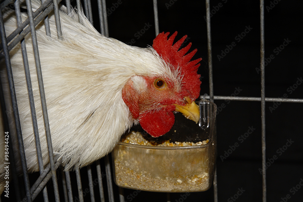 Gallina enjaulada comiendo Stock Photo | Adobe Stock