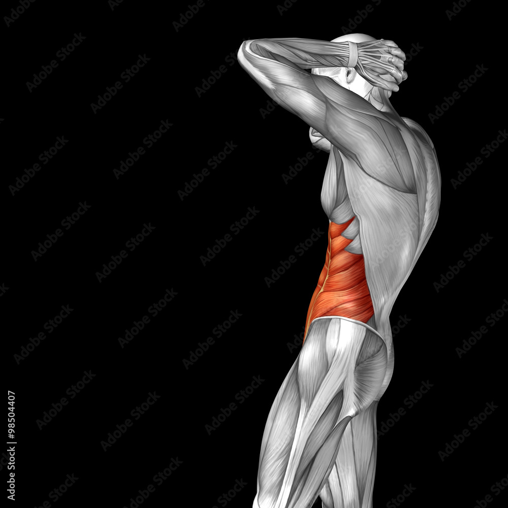 Conceptual 3D anatomy muscle isolated Stock Illustration | Adobe Stock