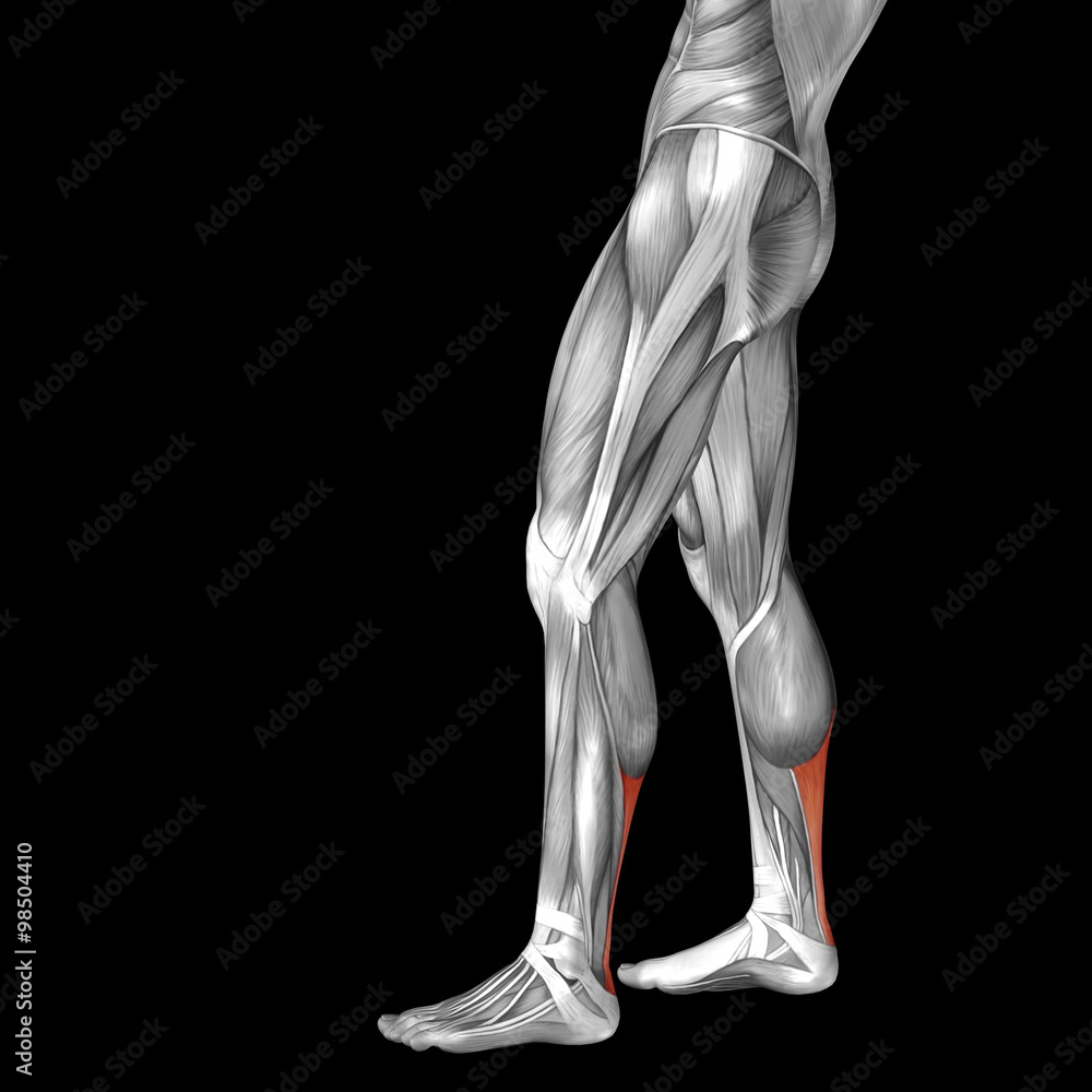 Conceptual 3D human back lower leg muscle anatomy Stock Illustration ...