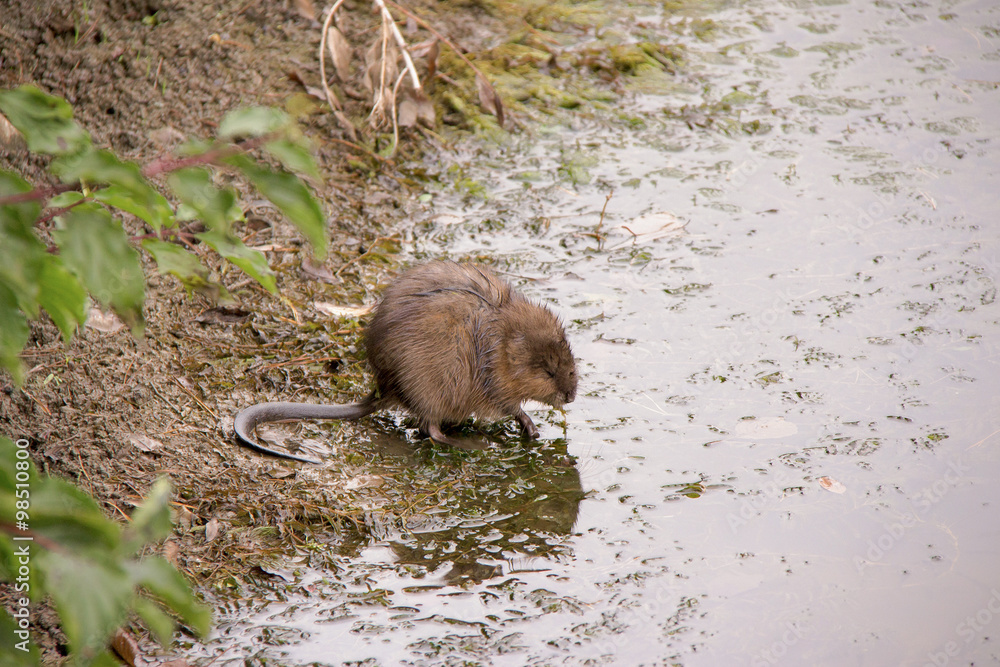 Wild Muskrat Stock-Foto | Adobe Stock