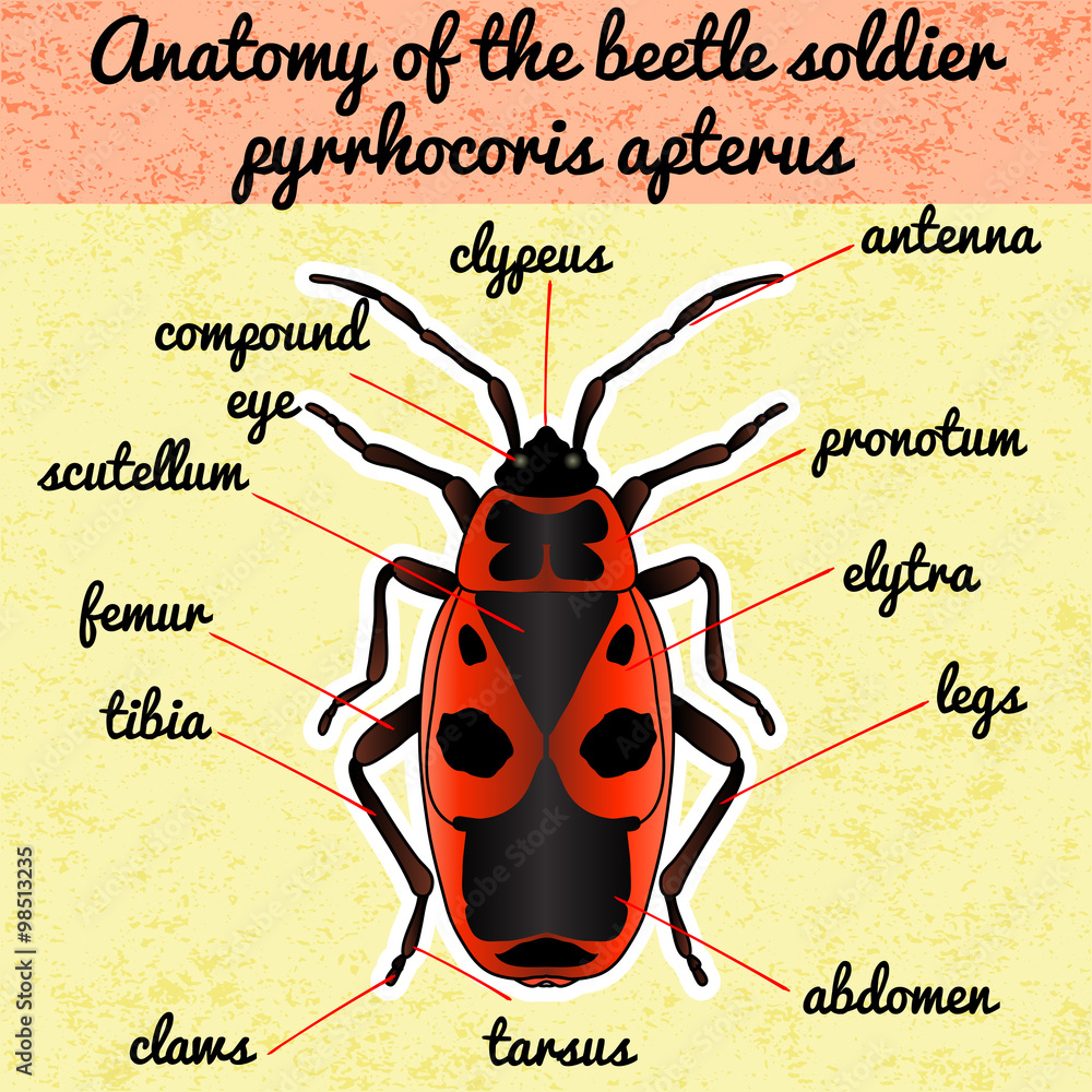 Insect anatomy. Sticker Pyrrhocoris apterus. beetle. Bug-soldier. Firebug. Sketch of beetle ...