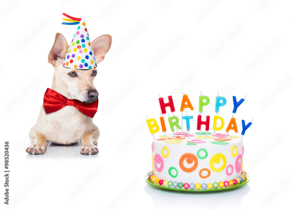 birthday cake dog Stock Photo | Adobe Stock