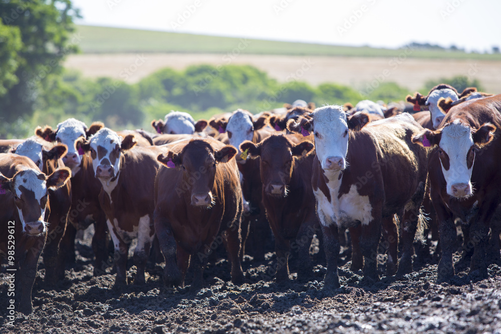Group of cows in intensive livestock farm land, Uruguay Stock Photo ...