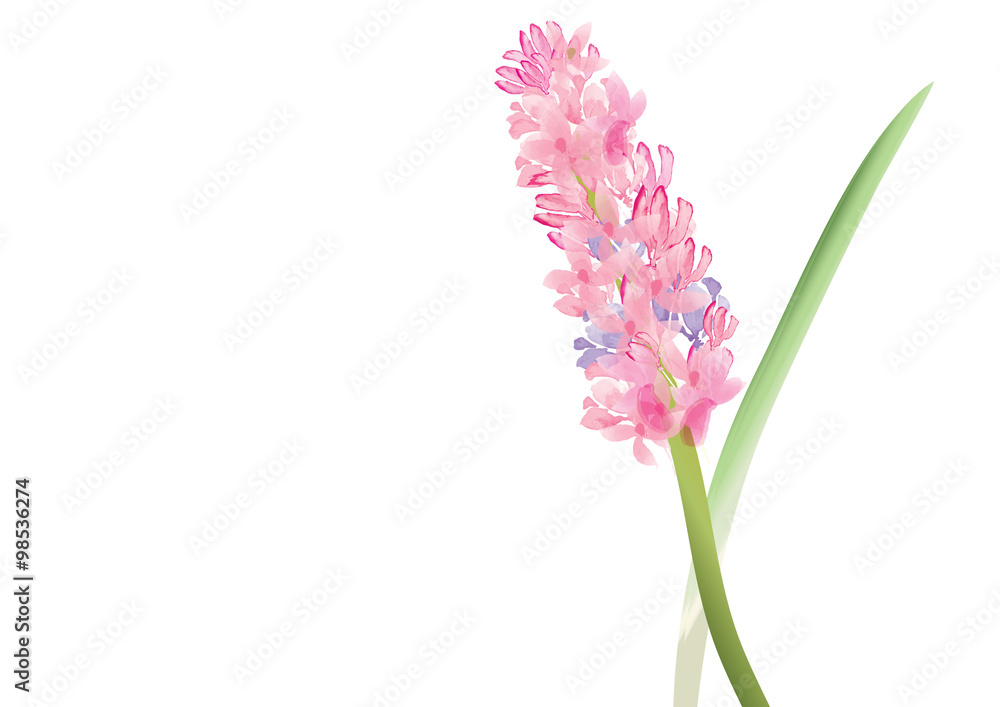 Hyacinth pink flowers on white background,vector illustration Stock ...