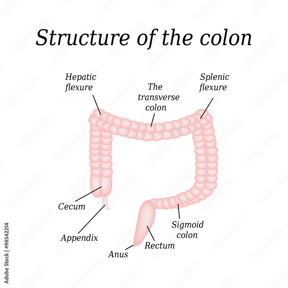 The anatomical structure of the colon. Vector illustration on isolated ...