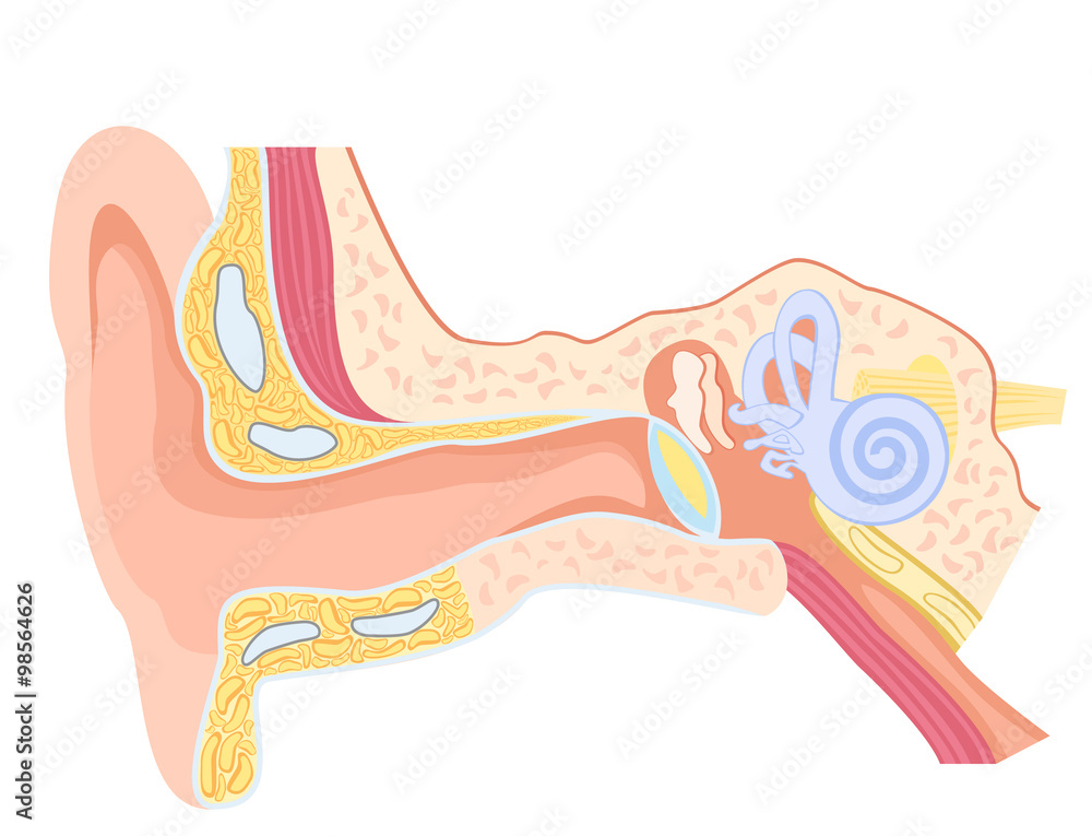 Anatomy of the human ear Stock Vector | Adobe Stock