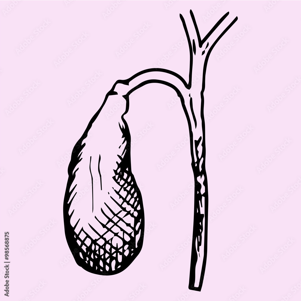 gall bladder, hand drawn, doodle style, sketch illustration vector de ...