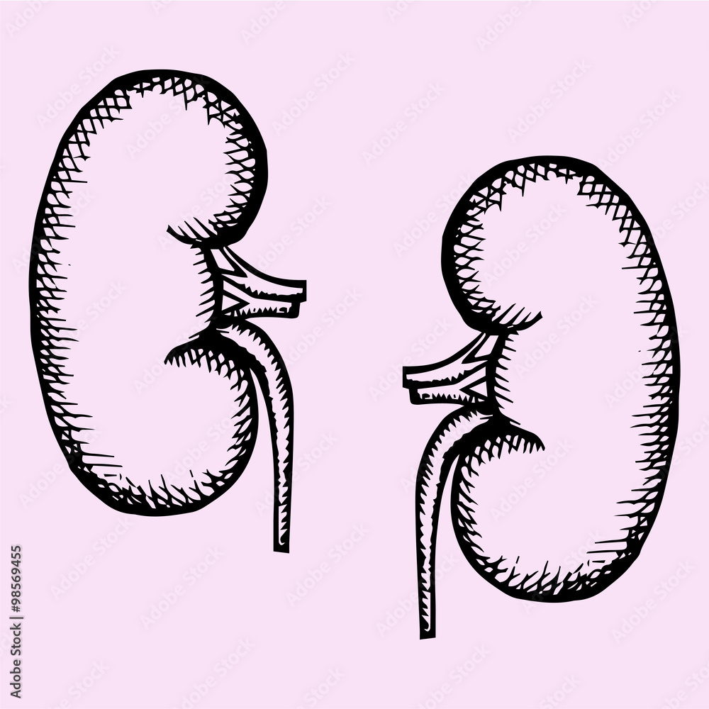 human kidneys, doodle style, sketch illustration, hand drawn, vector ...