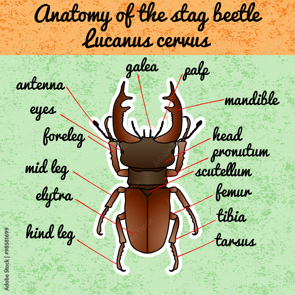 Insect anatomy. Sticker stag-beetle. Lucanus cervus. Sketch of stag ... Insect anatomy. Sticker stag-beetle. Lucanus cervus. Sketch of stag ...
