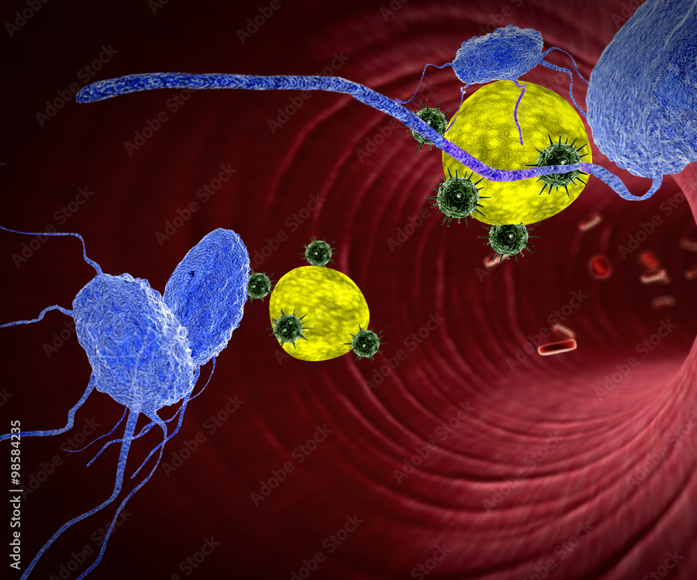 viruses and fat cell, Human Immune System attack the virus, viruses ...