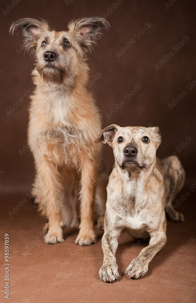 Fotografia do Stock: Two funny brown dog | Adobe Stock