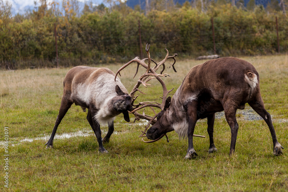 Caribou fighting in Alaska Stock Photo | Adobe Stock