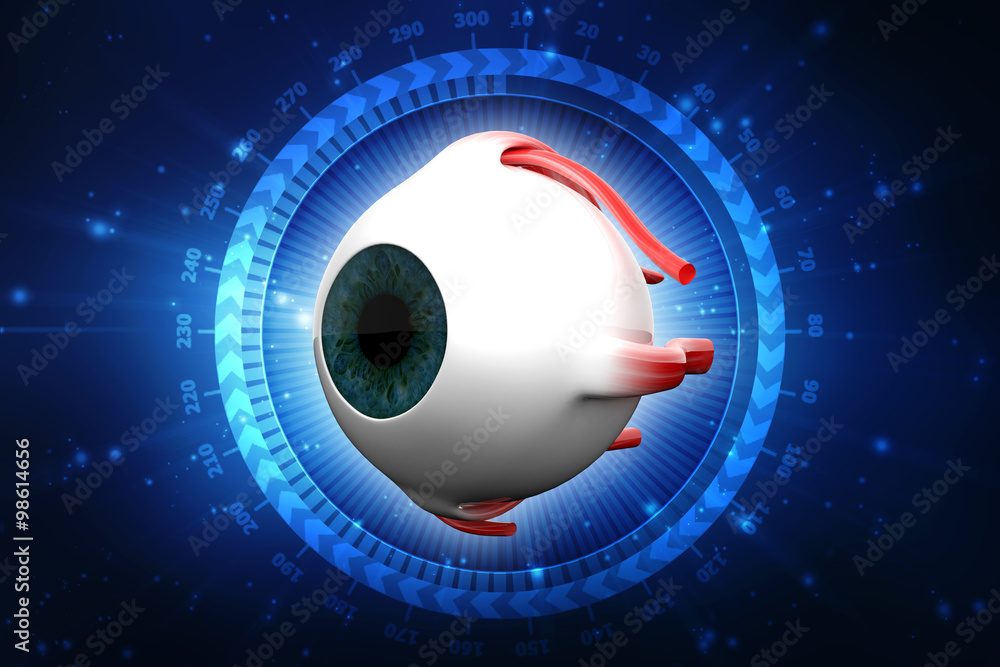 Human Eye Dissection Anatomy Stock Illustration | Adobe Stock