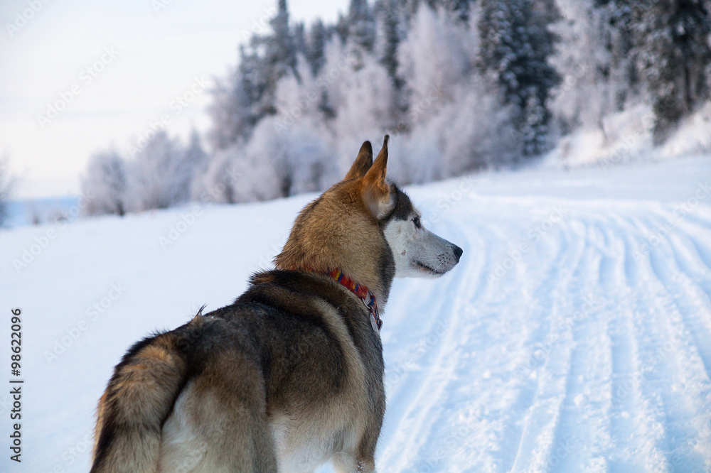 Dark grey husky in Forest Stock Photo | Adobe Stock