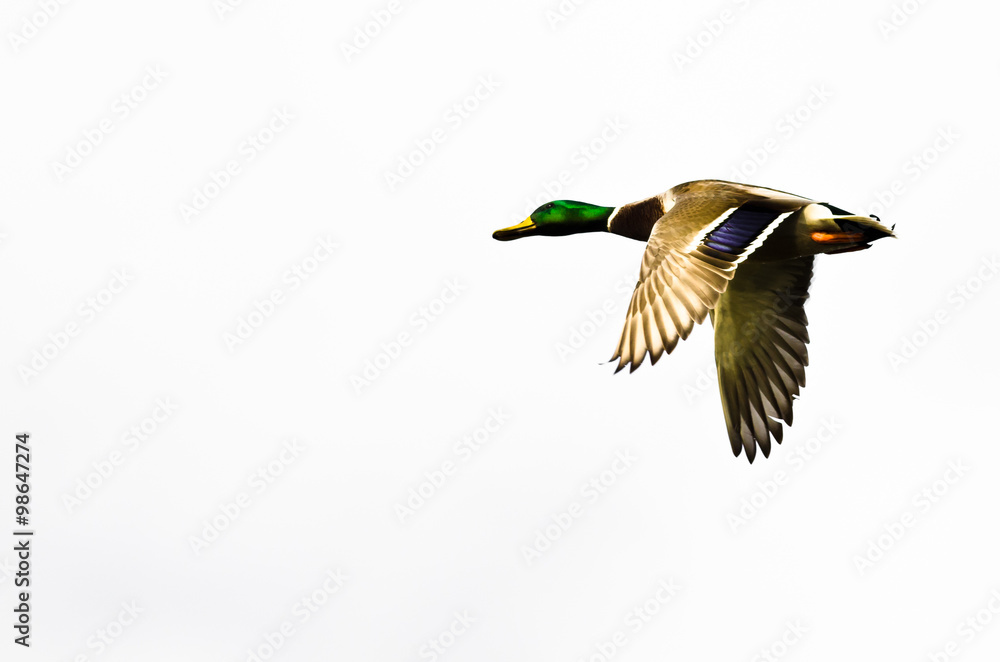 Flying White Duck