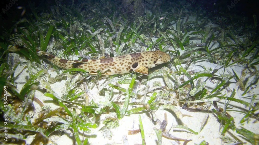 Nocturnal walking epaulette shark swimming and walking on the ocean ...