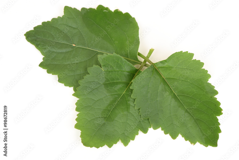 Patchouli trees, essential oils and medicinal heat in the lower body ...