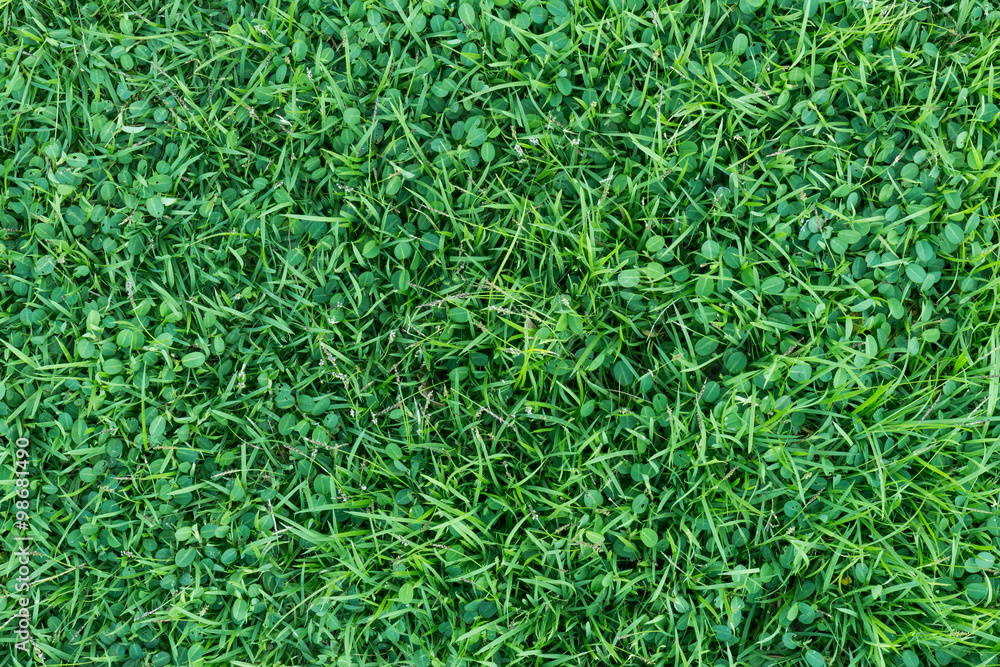 natural grass texture Stock Photo | Adobe Stock