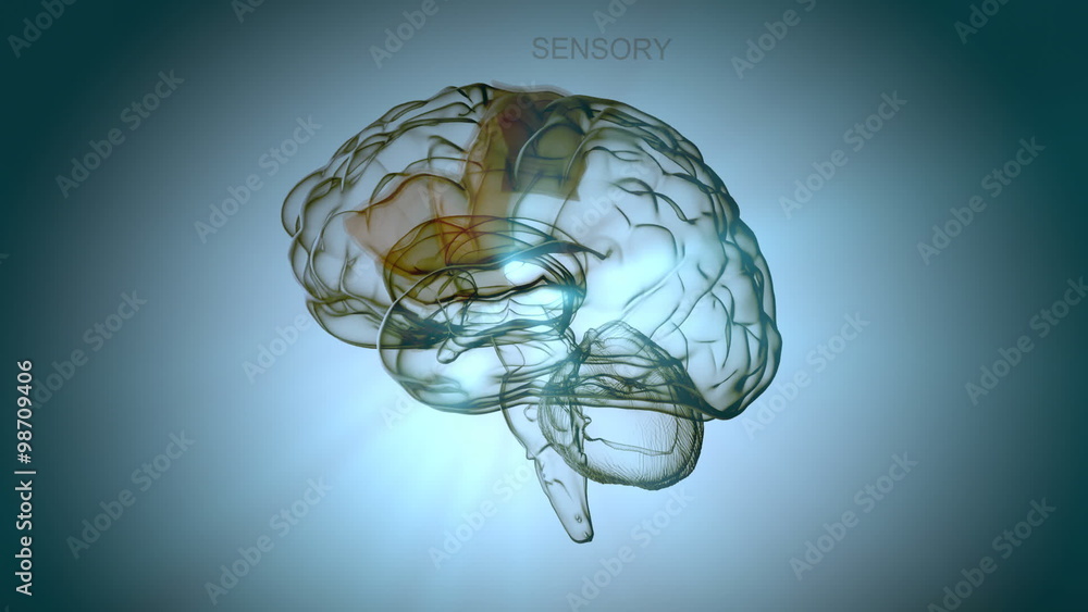 Medical animation of the brain structures and their functions. Loopable ...