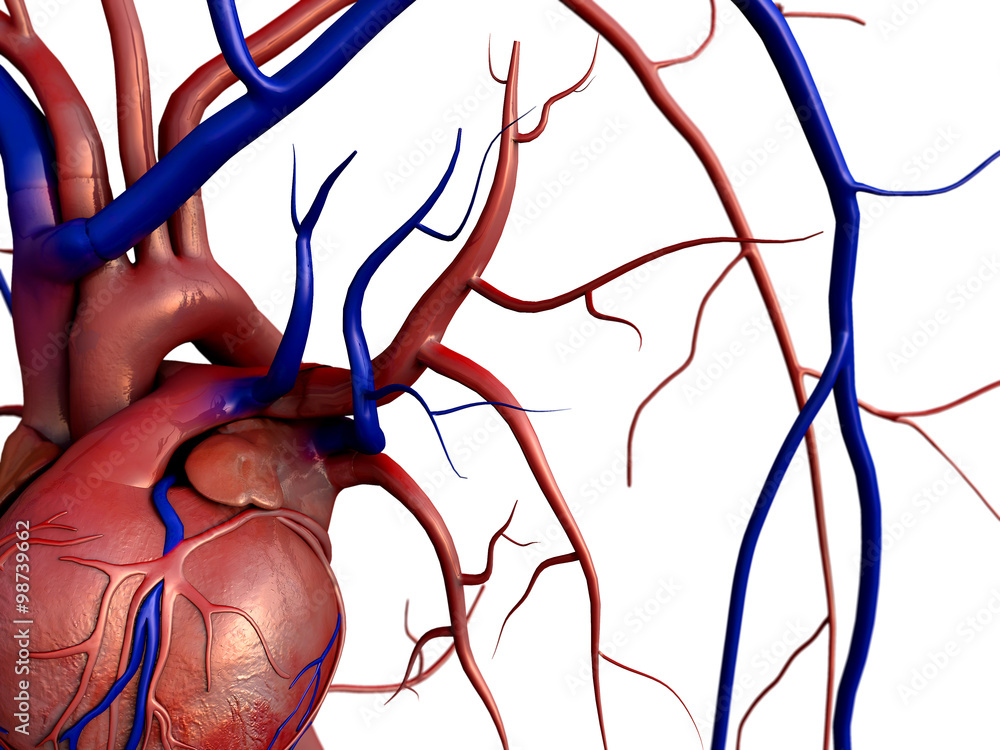 Human heart model, Full clipping path included, Human heart for medical ...