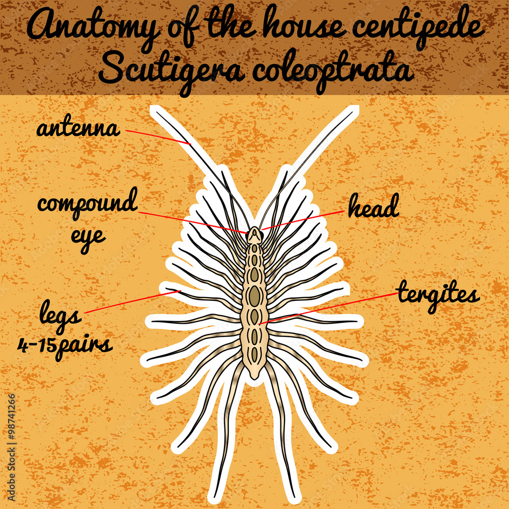 Insect anatomy. Sticker Scutigera coleoptrata. millipede. House ...