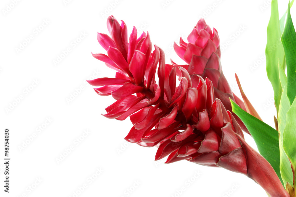 beautiful tropical red ginger flower on isolate white background Stock ...
