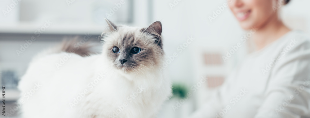Lovely cat posing Stock Photo | Adobe Stock