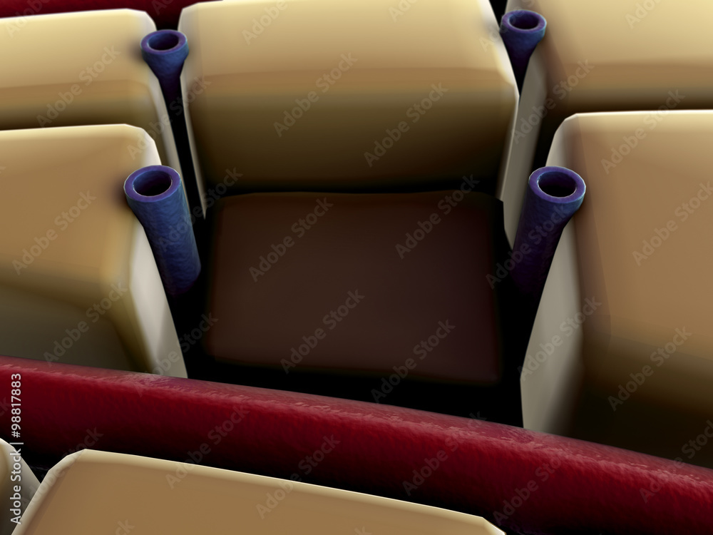 liver surface, liver cells, liver disease, liver structure, structure ...