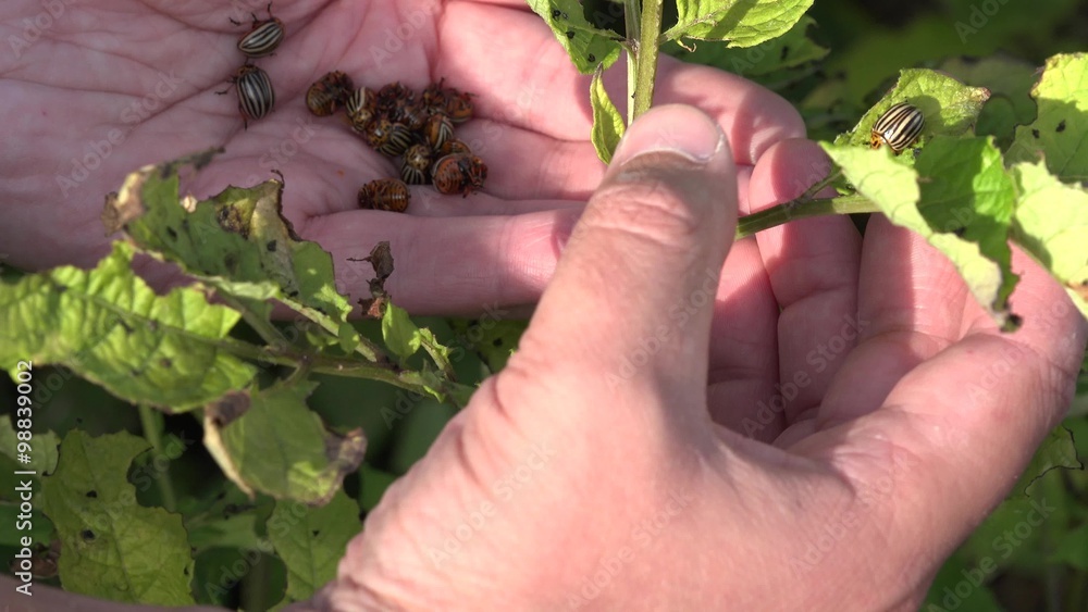 Hand pick colorado beetles bugs parasite insect from potato plants in ...