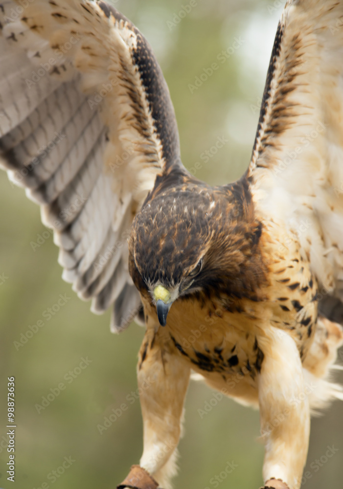 Red Tailed Hawk Wings