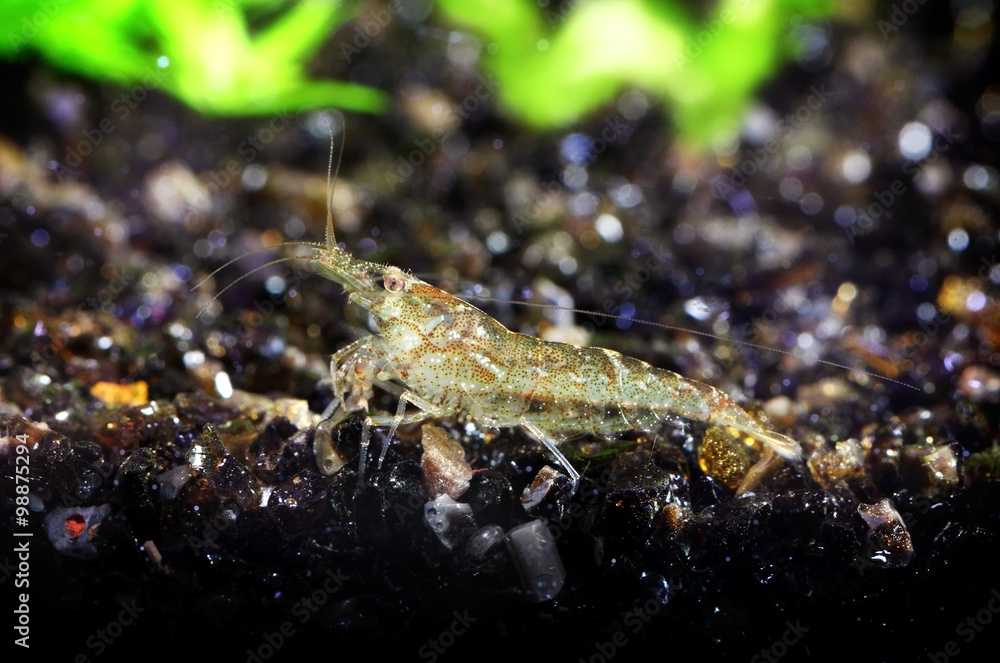 shrimp Stock Photo | Adobe Stock