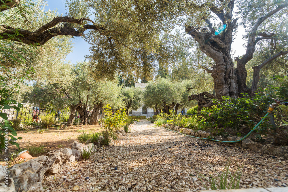 Garden of Gethsemane, Mount of Olives, Jerusalem Stock Photo | Adobe Stock
