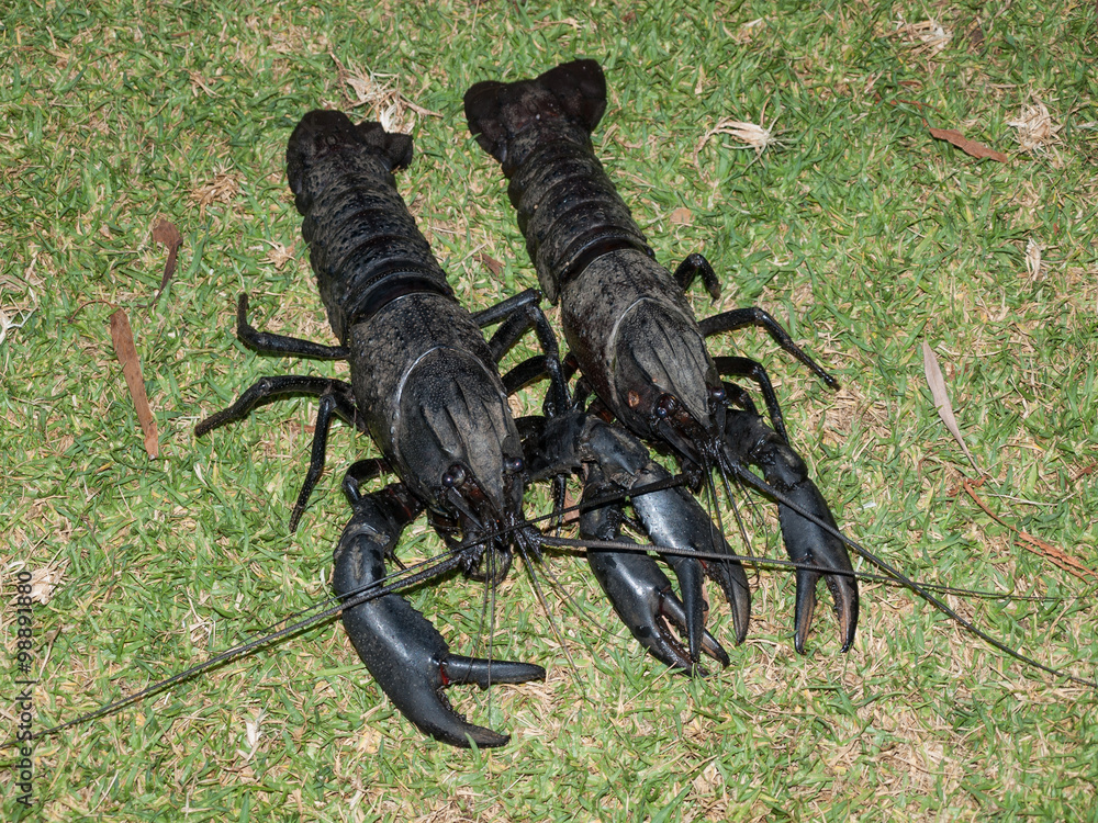 Western australian, wild black marron crayfish Stock Photo | Adobe Stock
