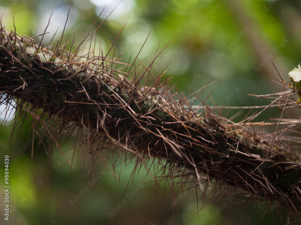 Tropical rainforest jungle spiky tree branches up close Stock Photo ...