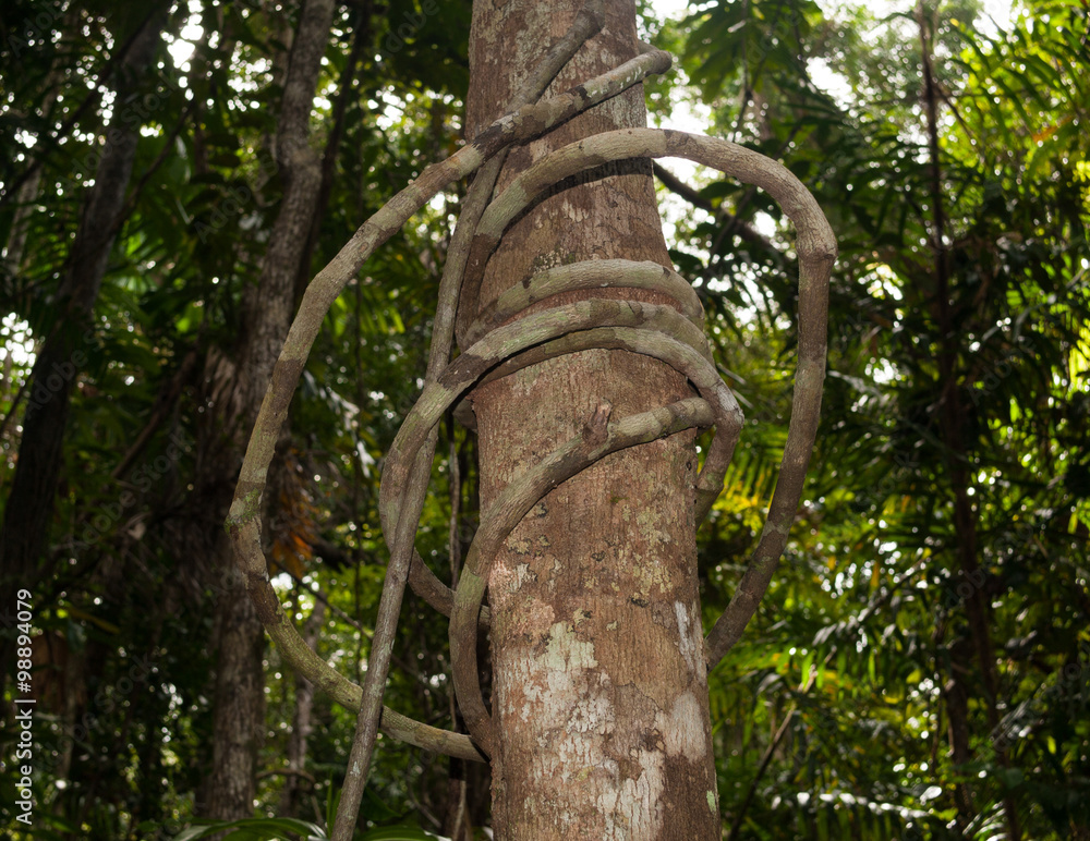 Jungle Trees Vines